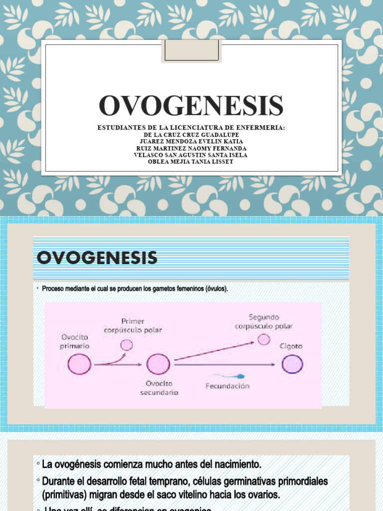 Ovogenesis Expo | PDF | Mitosis | Biología Celular