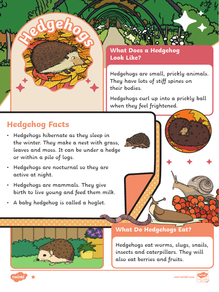 T T 253342 ks1 Hedgehogs Differentiated Reading Comprehension Activity ...