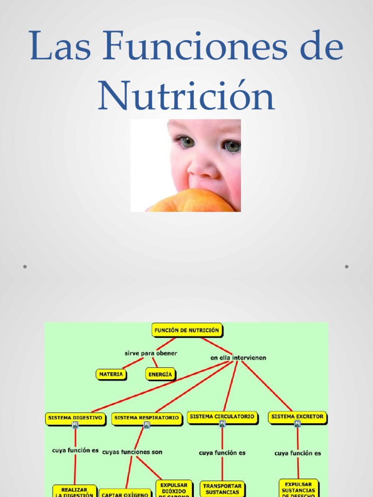 Tema 1 Funciones de Nutricion | PDF | Sistema circulatorio | Sistema ...