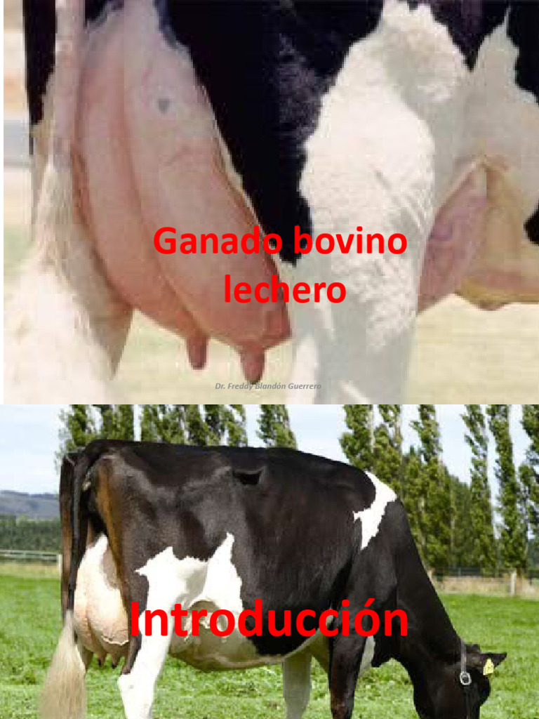 Ganado Lechero | PDF | Leche | Vacas
