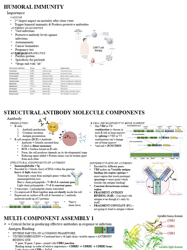Antibodies | PDF | Antibody | B Cell
