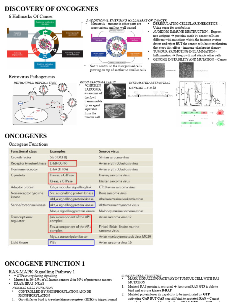 Oncogenes | PDF | Carcinogenesis | P53
