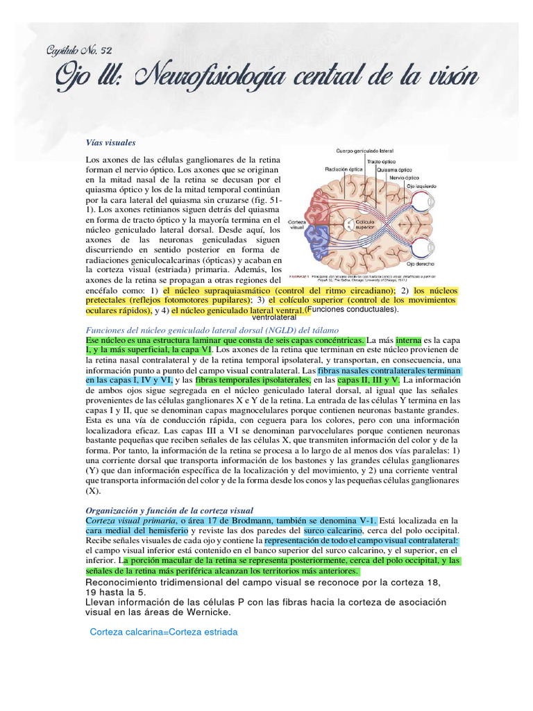 Vías Visuales y Funciones del NGLD | PDF | Ojo humano | Percepción visual