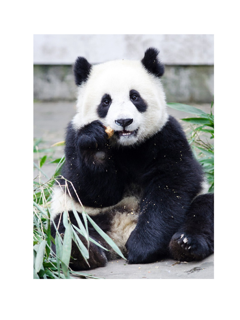 Los Pandas | PDF | Panda gigante | Osos