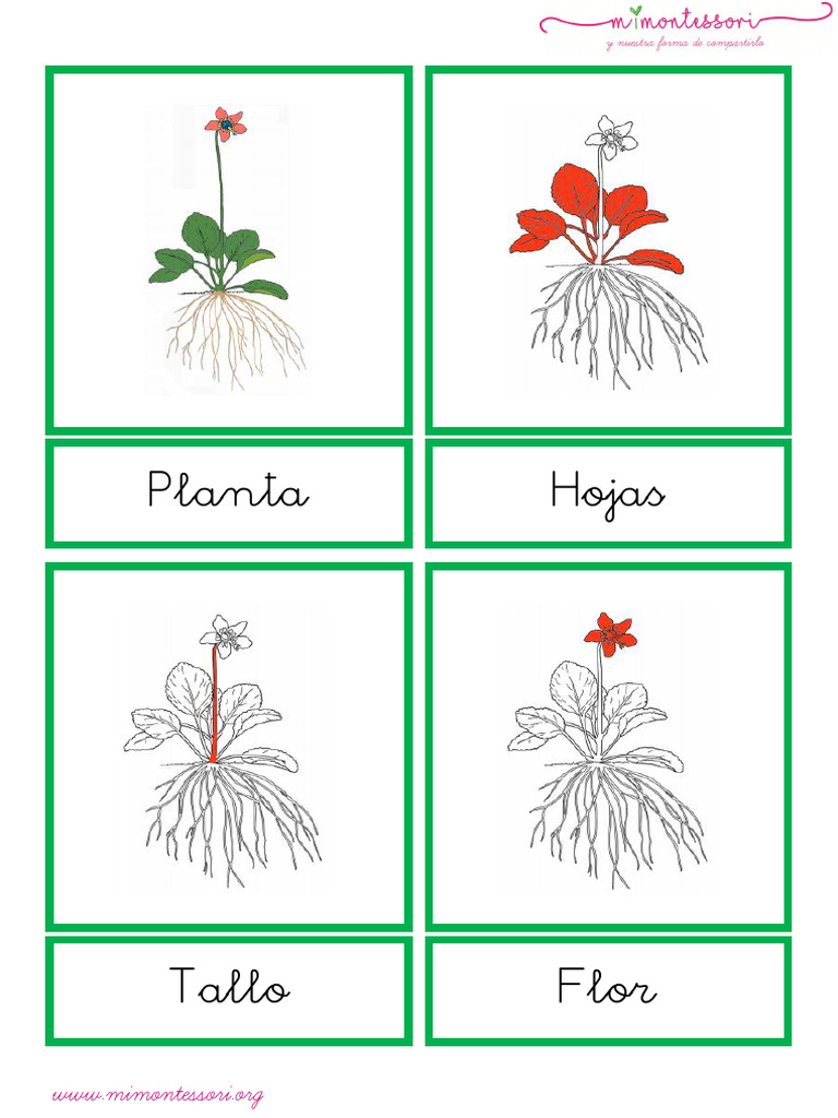 Partes de La Planta Letra Ligada | PDF