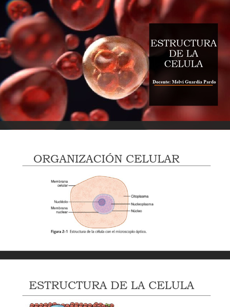 ESTRUCTURA DE LA CELULA 2 | PDF | Biología Celular) | Citoplasma