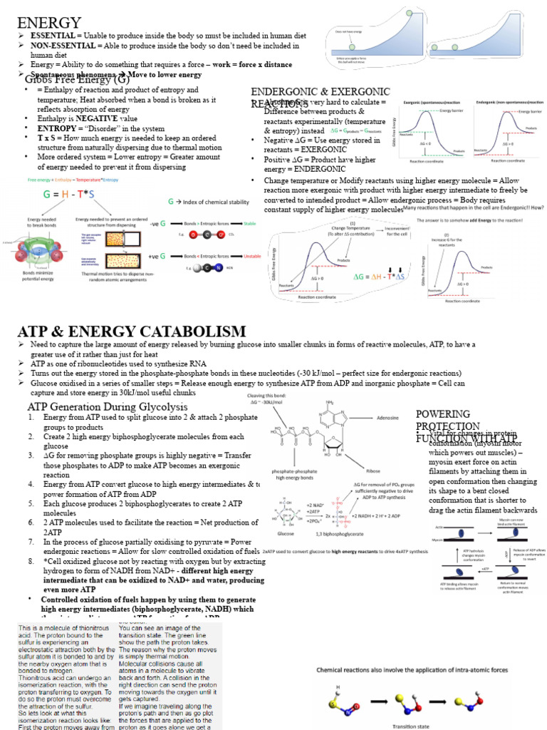 ATP & Energy Metabolism | PDF | Adenosine Triphosphate | Adenosine ...