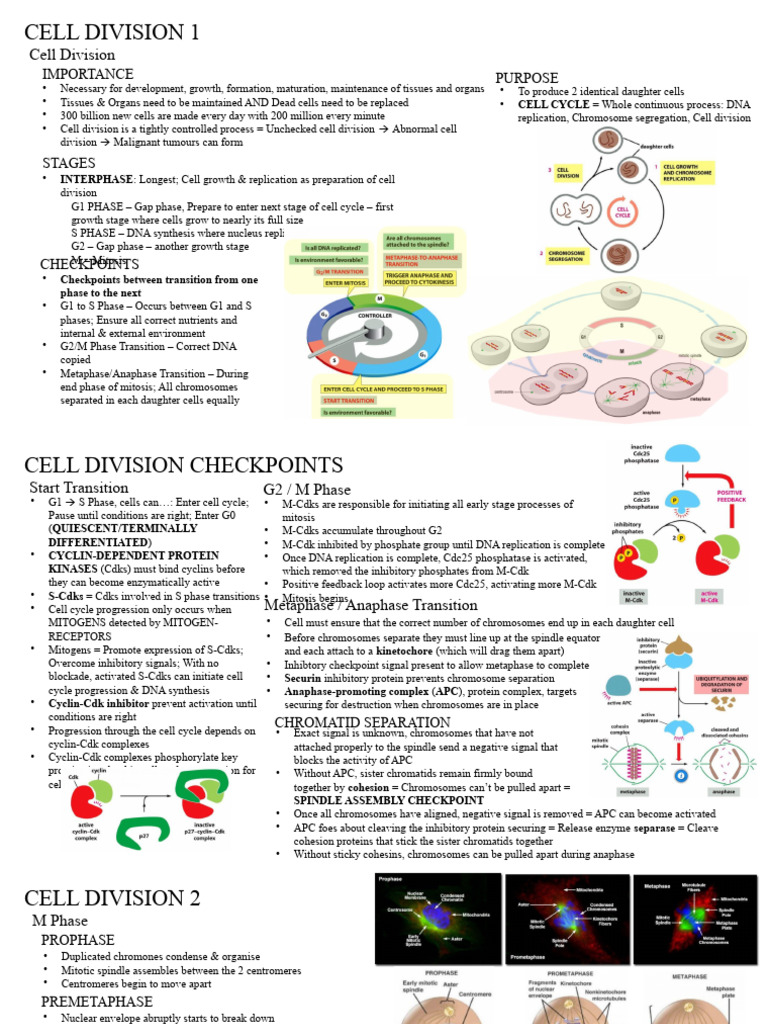 Cell Division | PDF | Meiosis | Cell Cycle