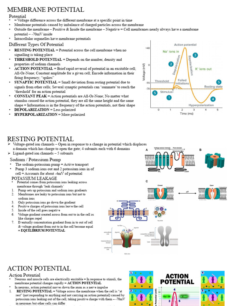 Cell Adaptation - CNS | PDF | Action Potential | Membrane Potential
