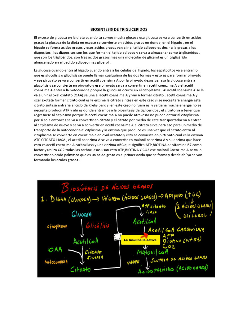 Biosíntesis de Triglicéridos Explicada | PDF | Glucólisis | Triglicéridos