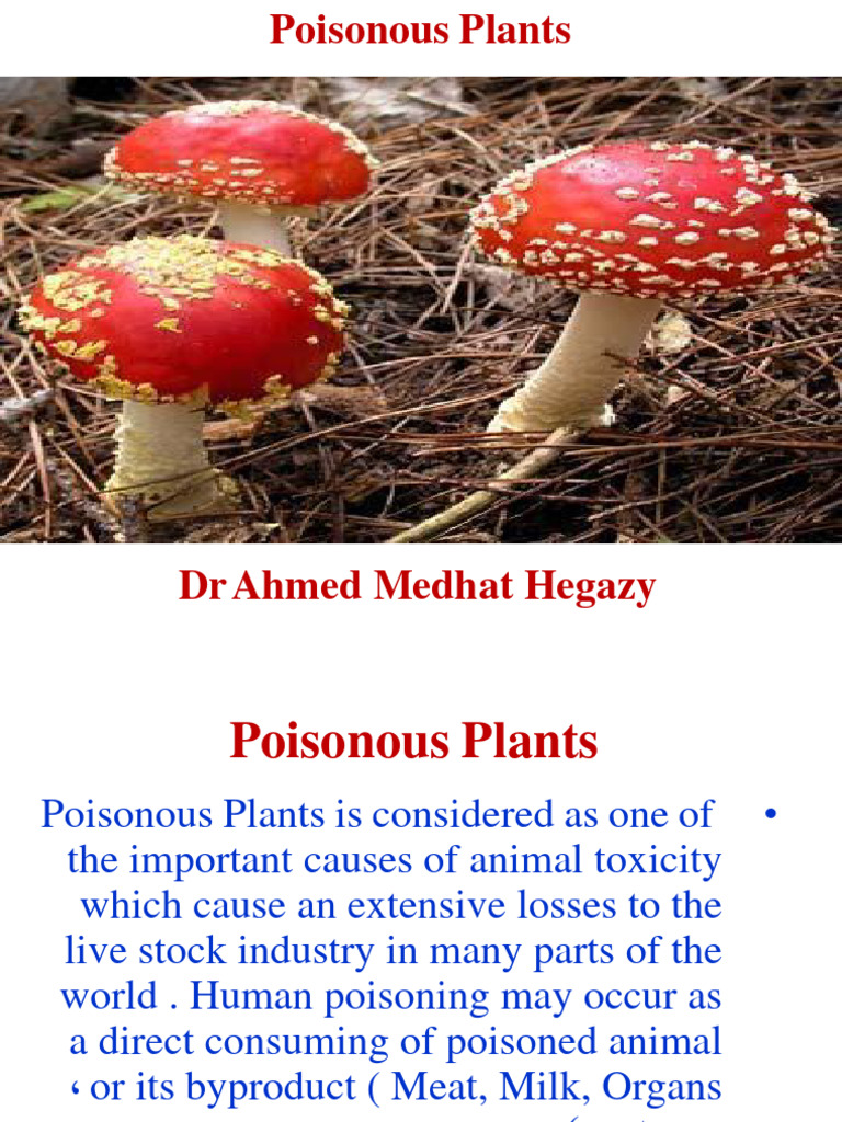 Classification of Poisonous Plants | PDF | Morphine