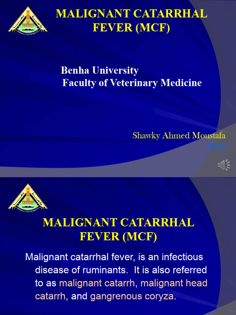 Malignant Catahrral Fever MCF | Download Free PDF | Medical Specialties ...