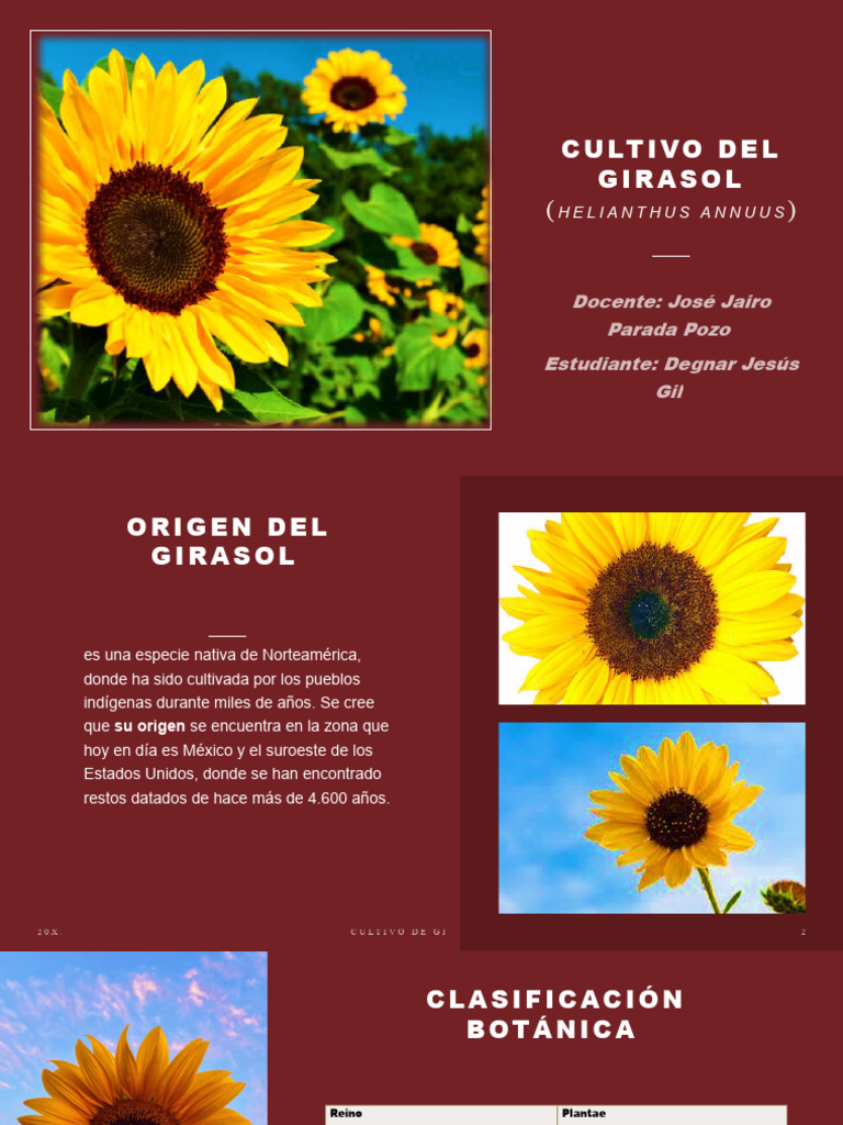 Cultivo Del Girasol (Helianthus Annuus) | PDF | Agricultura | Siembra