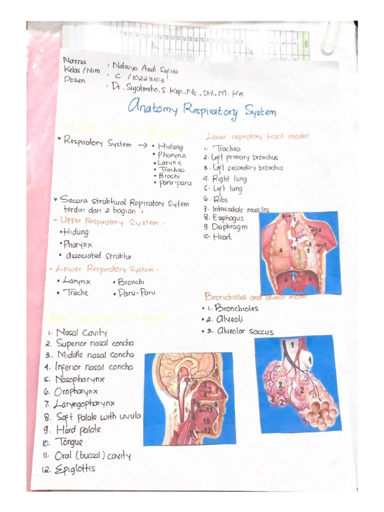 Anatomy Respiratory System | PDF