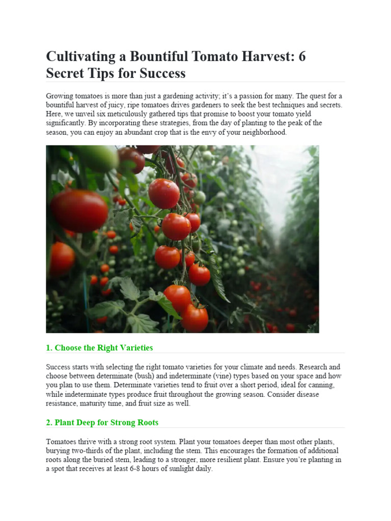 Cultivating A Bountiful Tomato | PDF | Tomato | Mulch