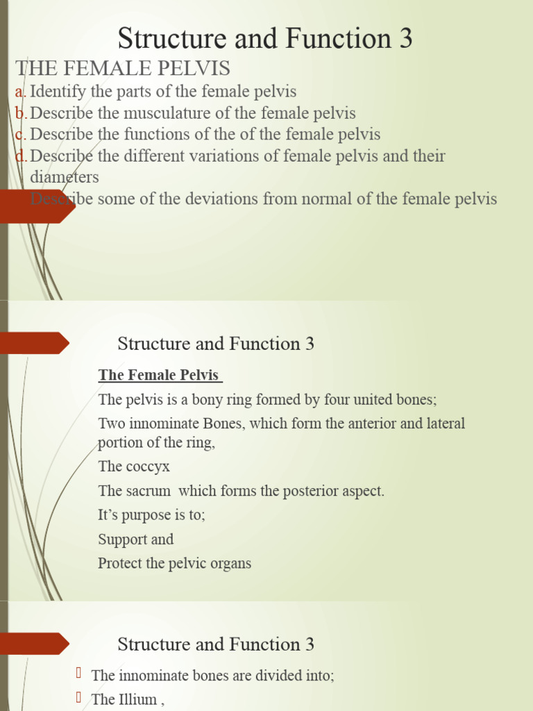 THE FEMALE PELVIS | PDF | Pelvis | Anatomy