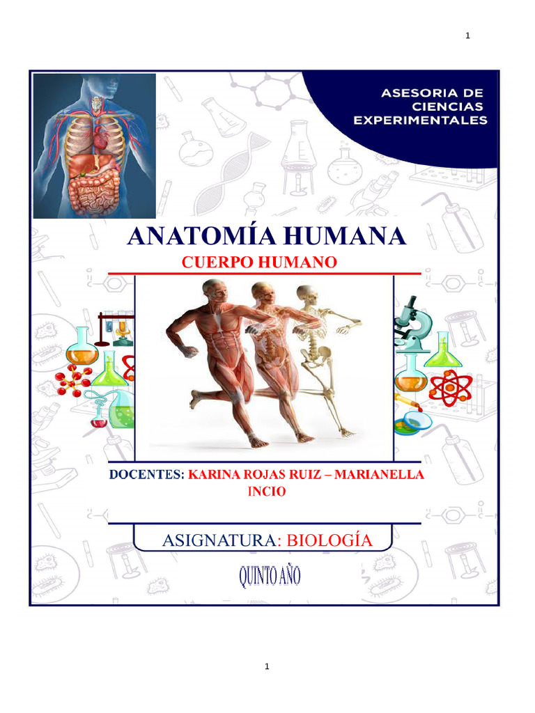 Módulo De Anatomía Pdf Anatomía Abdomen