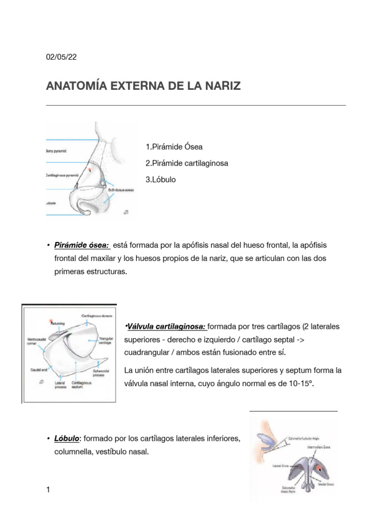 Anatomía de Nariz | PDF | Nariz humana | Anatomía humana