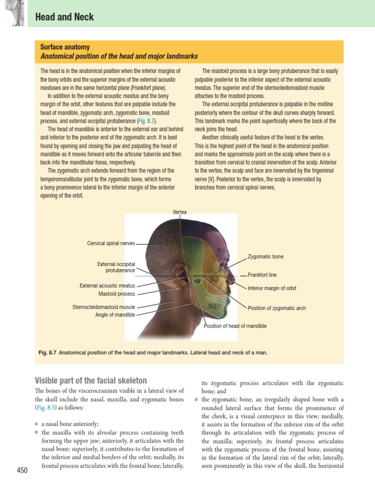 Lateral Skull Anatomy: Key Landmarks | PDF | Neck | Skull