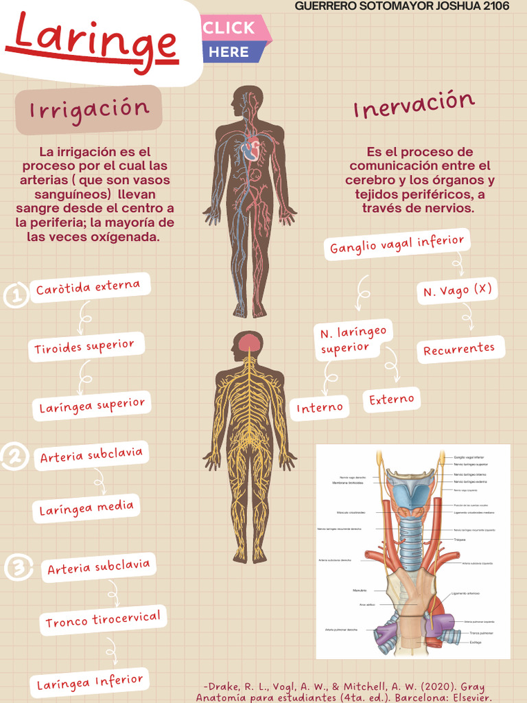 LARINGE INERVACIÓN E IRRIGACIÓn | PDF | Ciencia y matemáticas