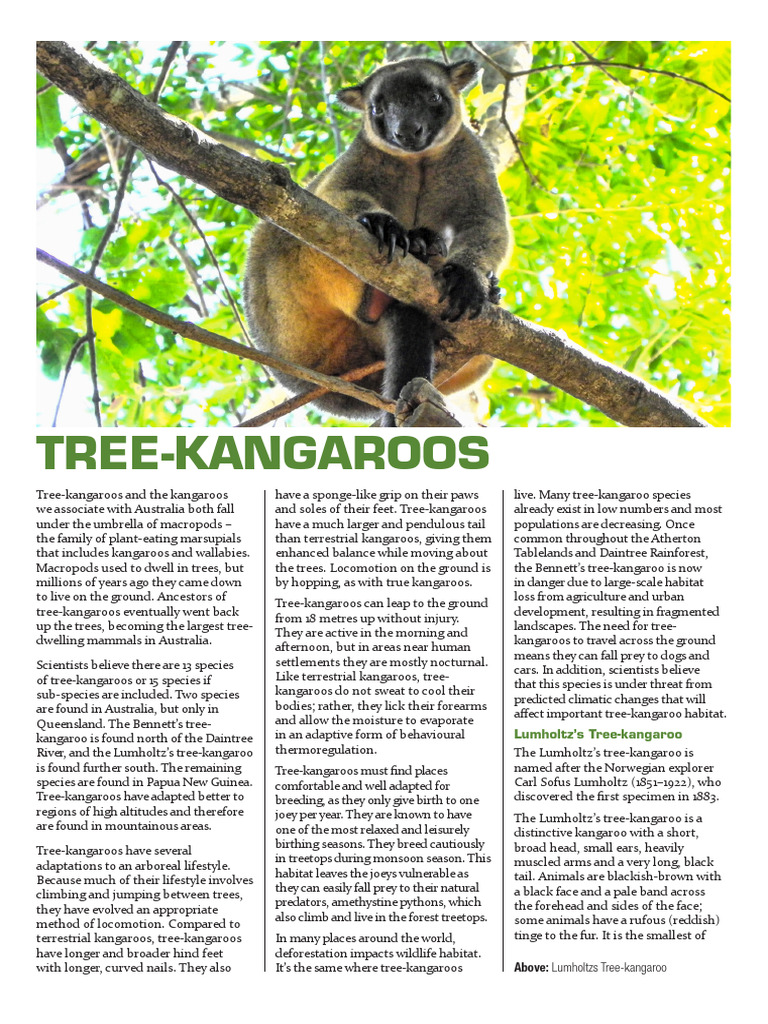 Tree Kangaroo | PDF | Zoology