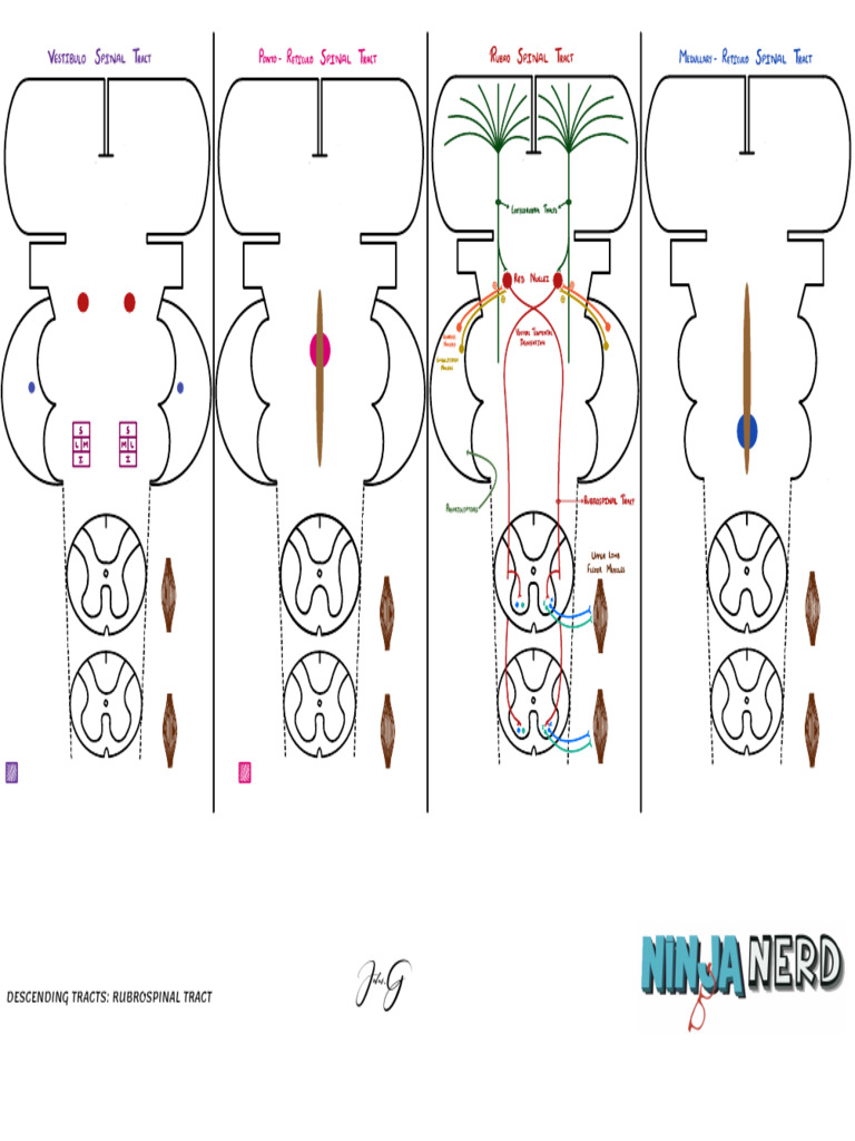 Neurology Physiology] 32 Spinal Cord] Descending Tracts_ Rubrospinal ...