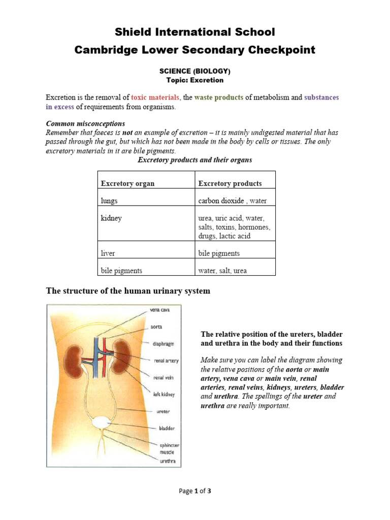 Cambridge Checkpoint Notes Excretion | PDF | Kidney | Excretion