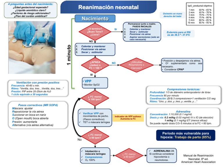 Reanimación Neonatal | PDF | Infantes | Especialidades Medicas