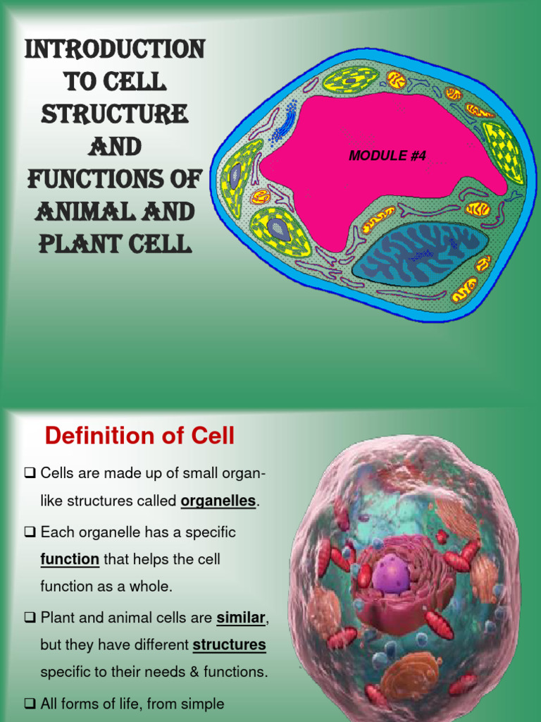 Cell Structure and Functions Overview | PDF | Cell (Biology) | Organelle