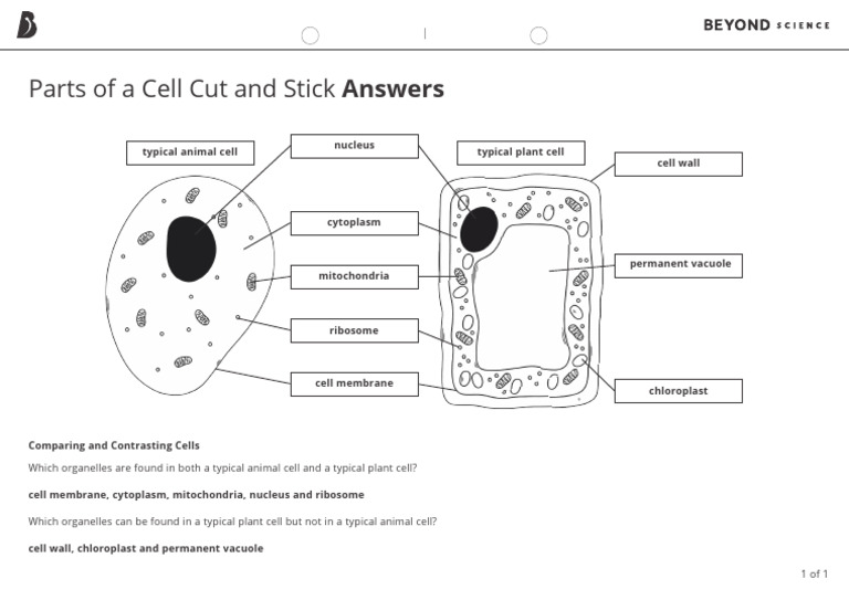 Parts of A Cell Cut and Stick Worksheet Support Answers | PDF
