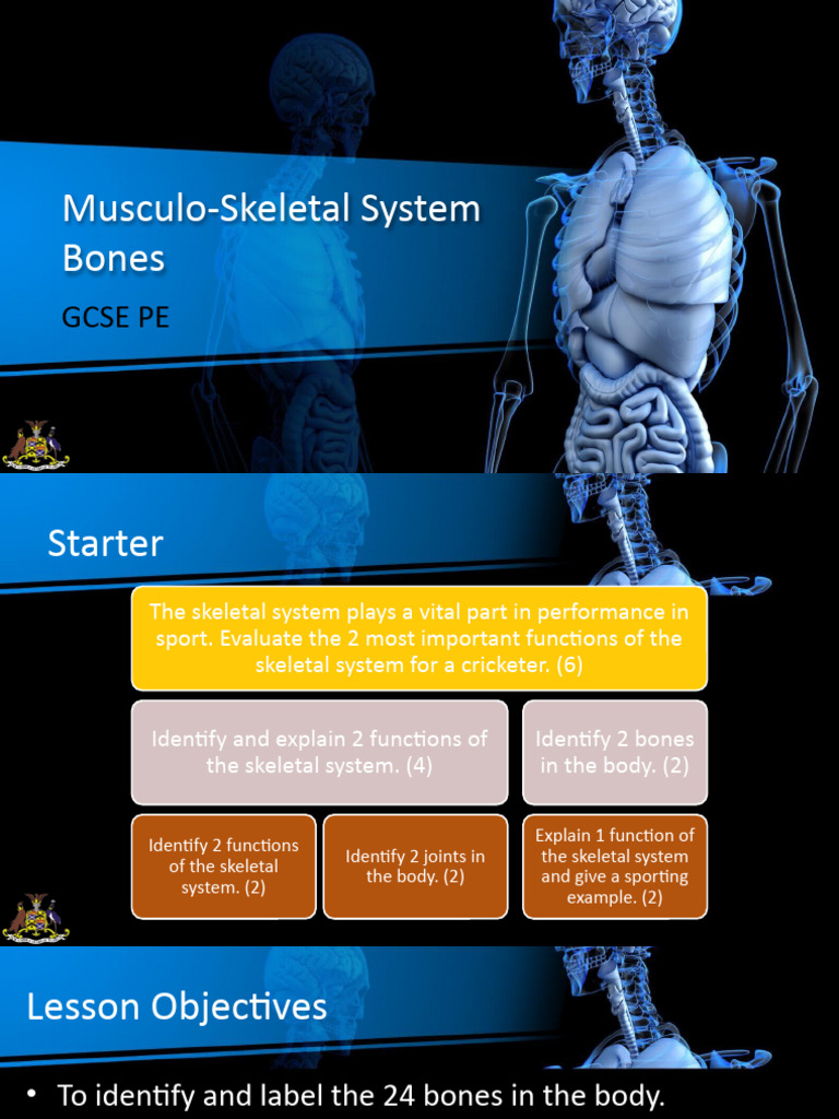 Structure of Skeletal System | Download Free PDF | Vertebral Column | Vertebra