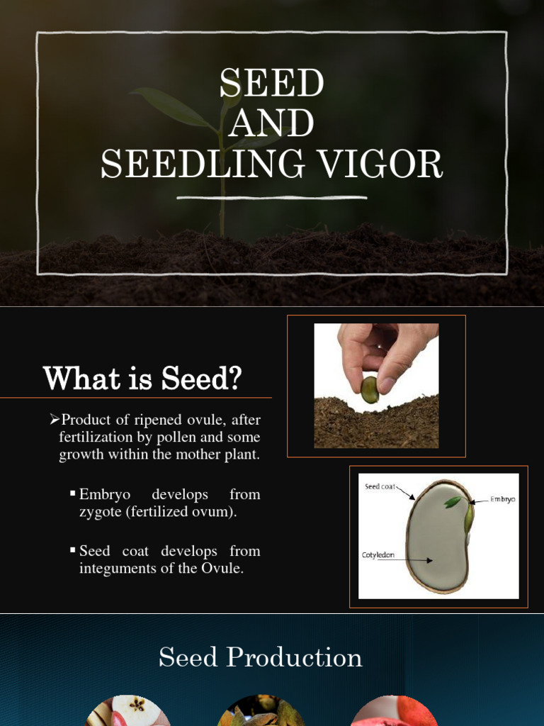 7th Seed and Seedling Vigor | PDF | Seed | Germination