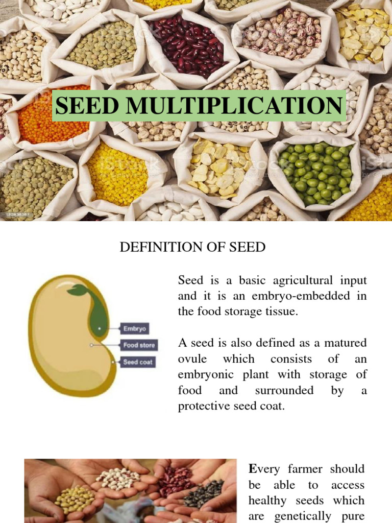 9th Seed Multiplication | Download Free PDF | Seed | Plant Breeding