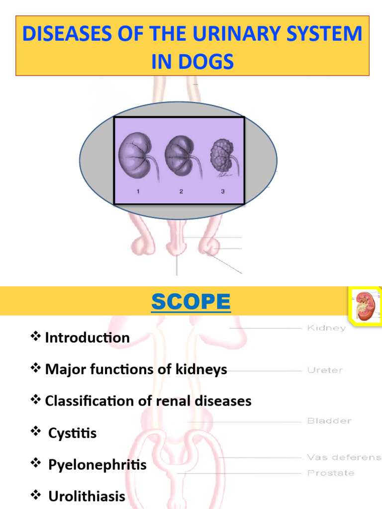 Diseases of Urinary System | PDF | Urinary Tract Infection | Medical ...