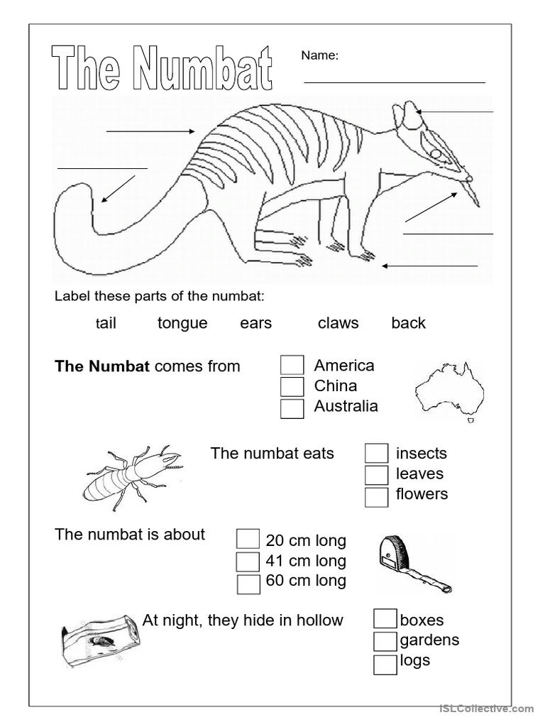 Numbat: Unique Australian Marsupial Facts | PDF | Science & Mathematics