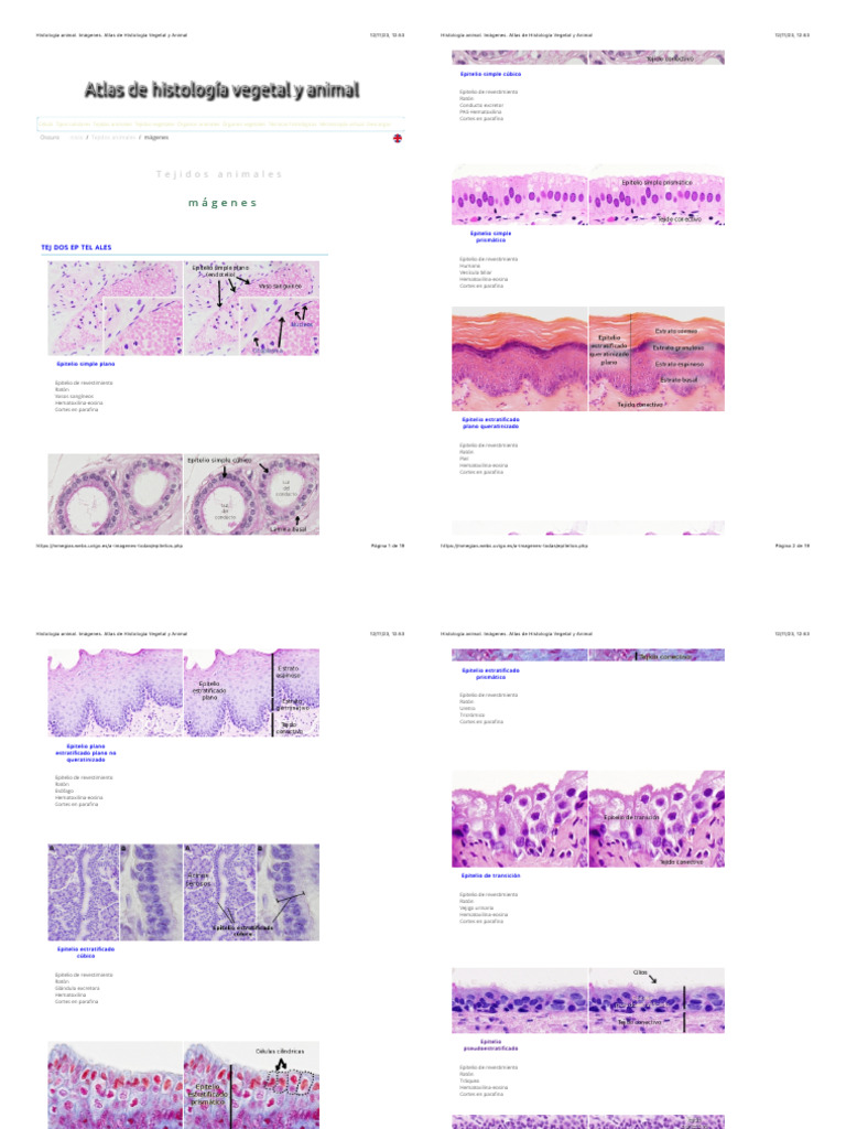 Atlas de Histología Animal y Vegetal | PDF | Epitelio | Tejido conectivo