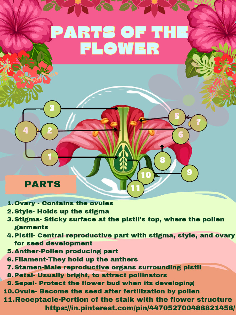 parts of the flower (1) | PDF