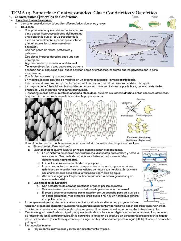 Peces Cartilaginosos y Óseos | PDF | Pescado