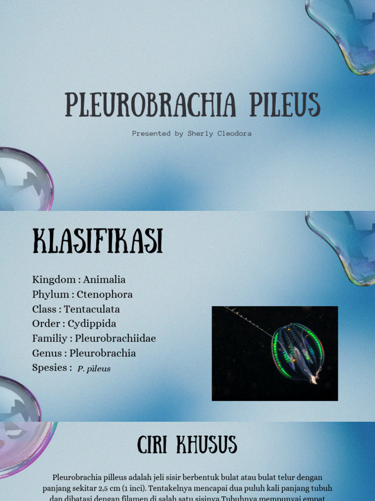 Pleurobrachia Pileus - 20240313 - 191411 - 0000 | PDF