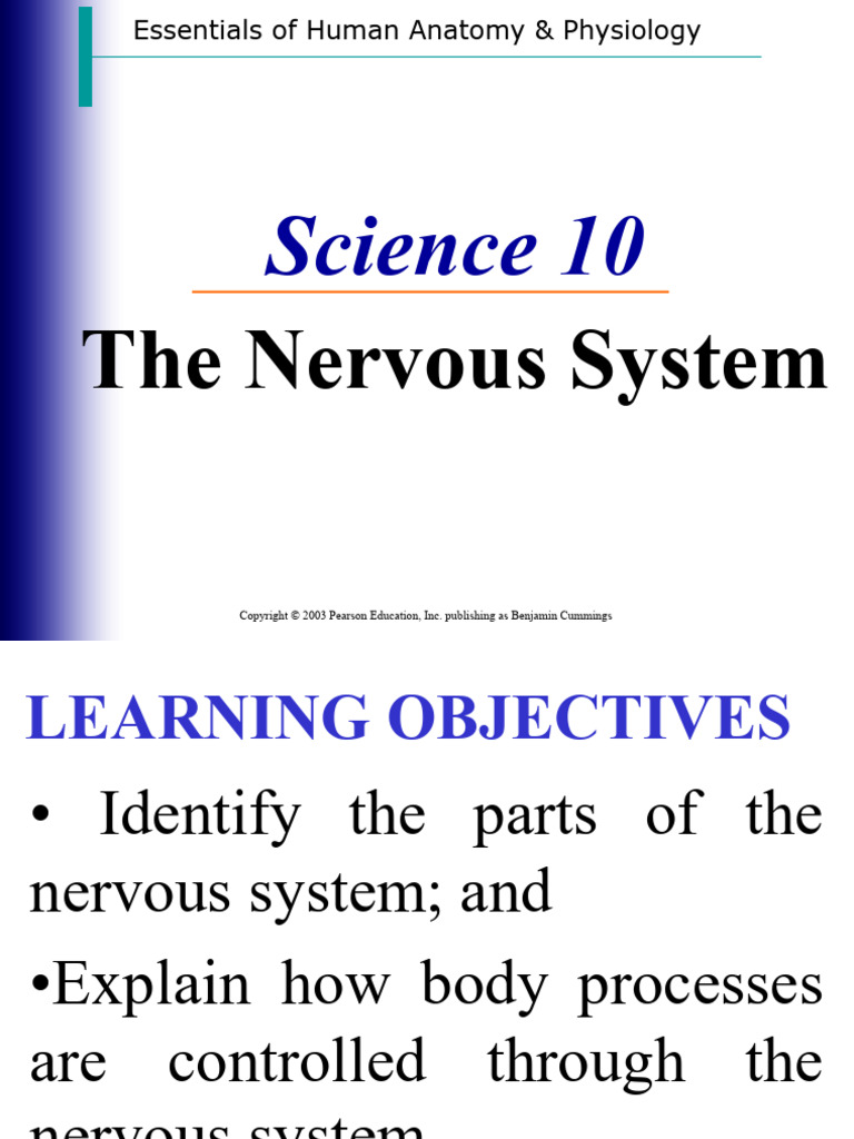 Lesson 3 The Nervous System 1 | PDF | Cerebrum | Central Nervous System