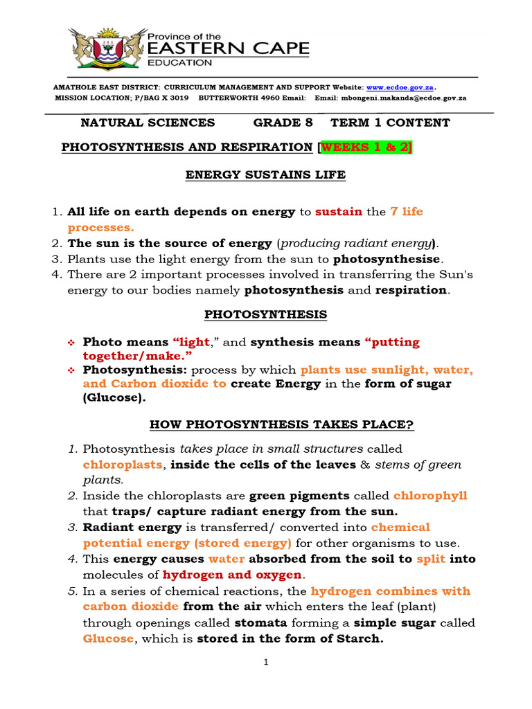 Grade 8 Term 1 Content - 240124 - 121410 | PDF | Photosynthesis ...