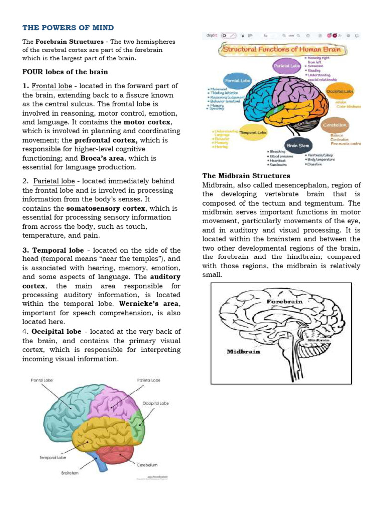 Perdev Midterm Review PDF - 105128 | PDF | Temporal Lobe | Emotions
