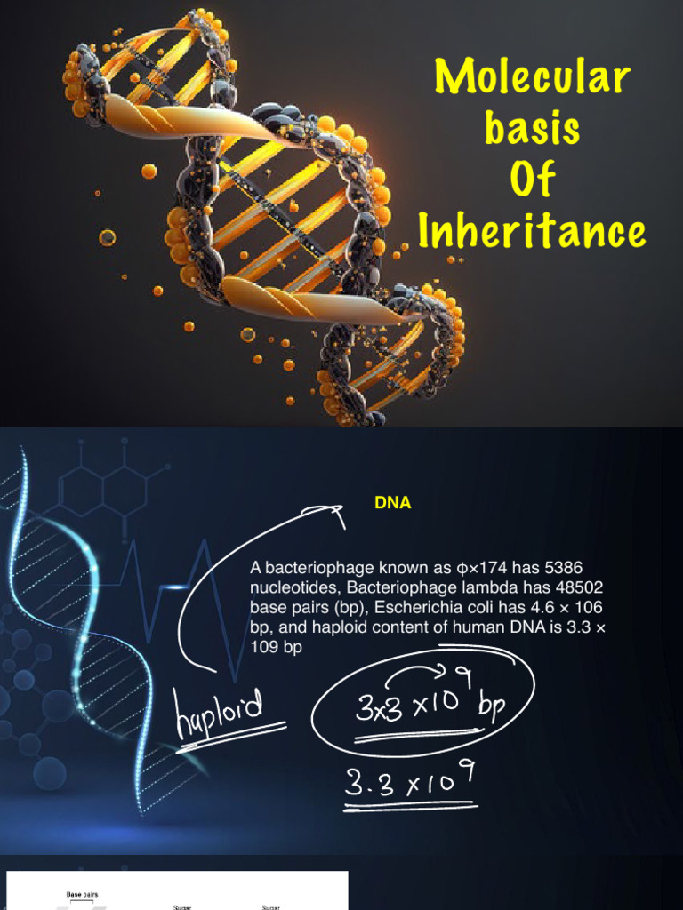 Molecular Basis of Inheritance - 1 | PDF | Genetic Code | Dna