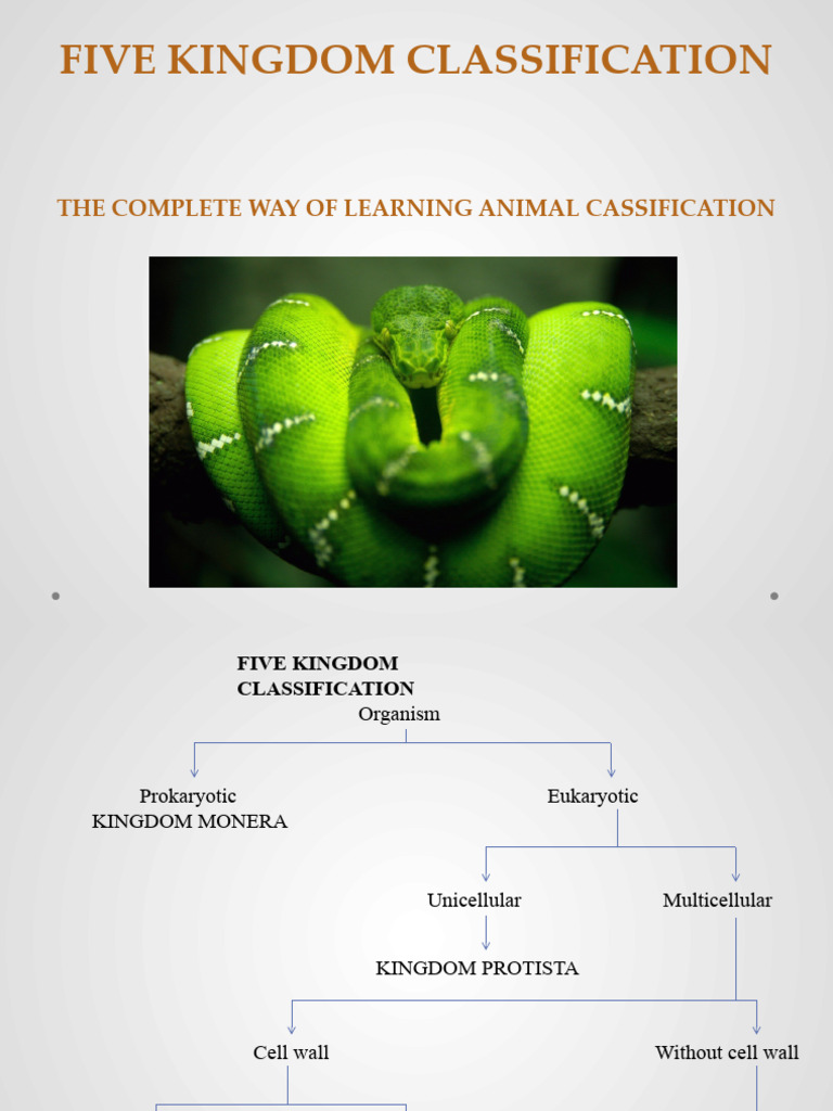 Five Kingdom Classification | PDF | Seed | Plants