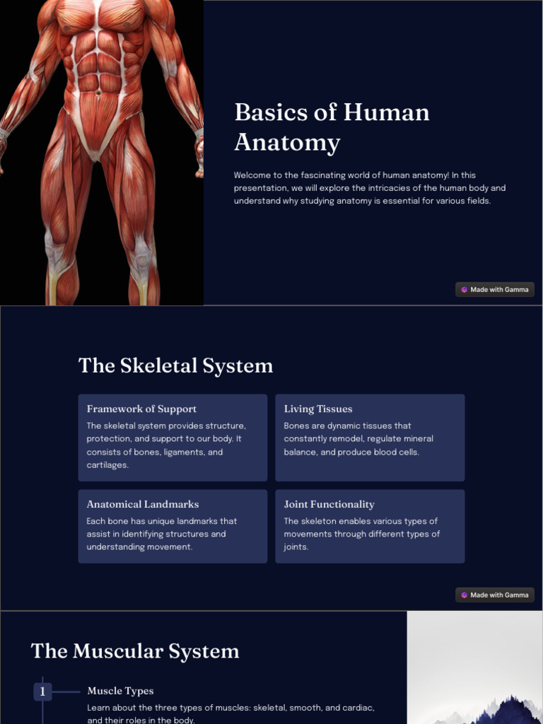 Basics of Human Anatomy | PDF | Human Body | Muscle