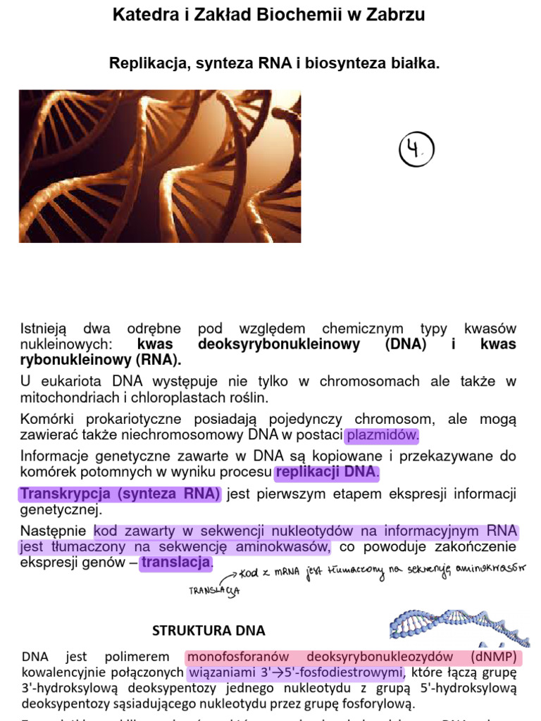 Biosynteza Białka 240313 174046 | PDF