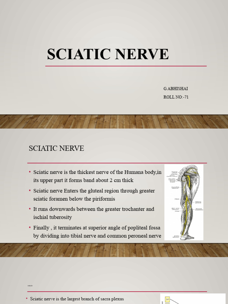 Anatomy and Clinical Issues of Sciatic Nerve | PDF | Human Leg | Limbs ...