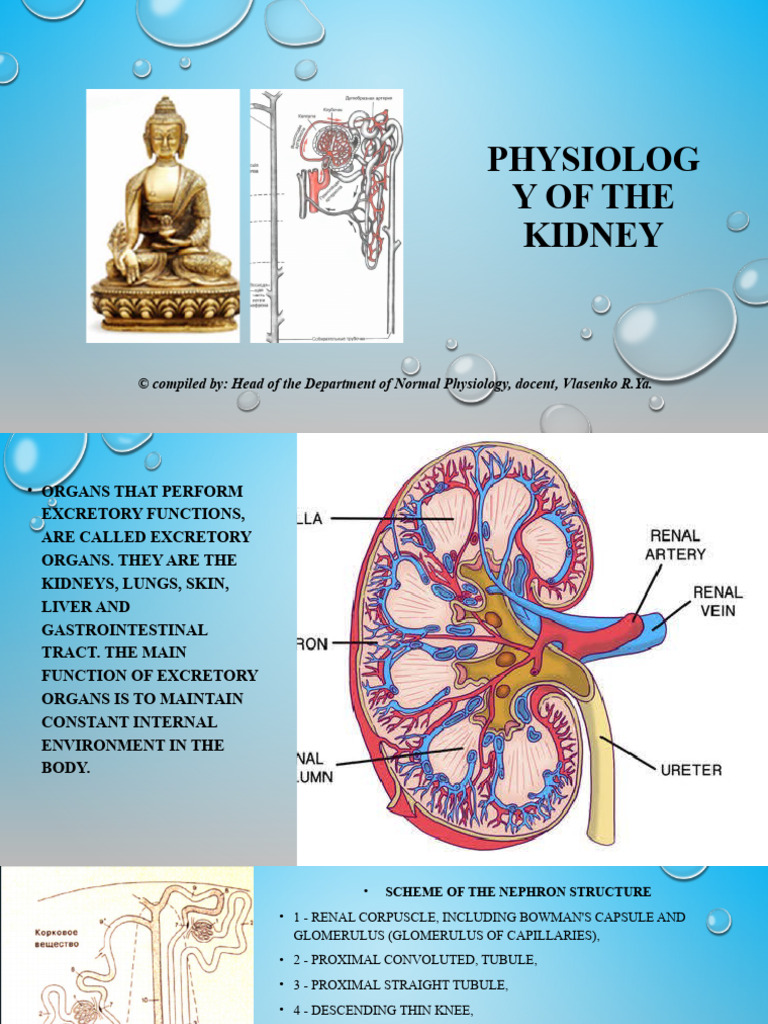 Kidney Physiology and Function Overview | PDF | Angiotensin | Kidney