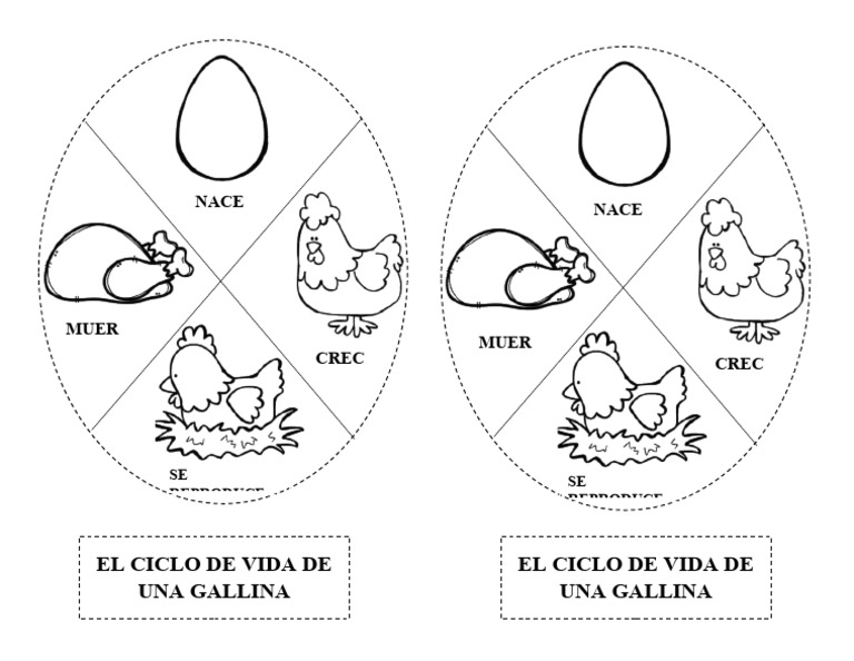 Ciclo de Vida de Una Gallina Recortable | PDF