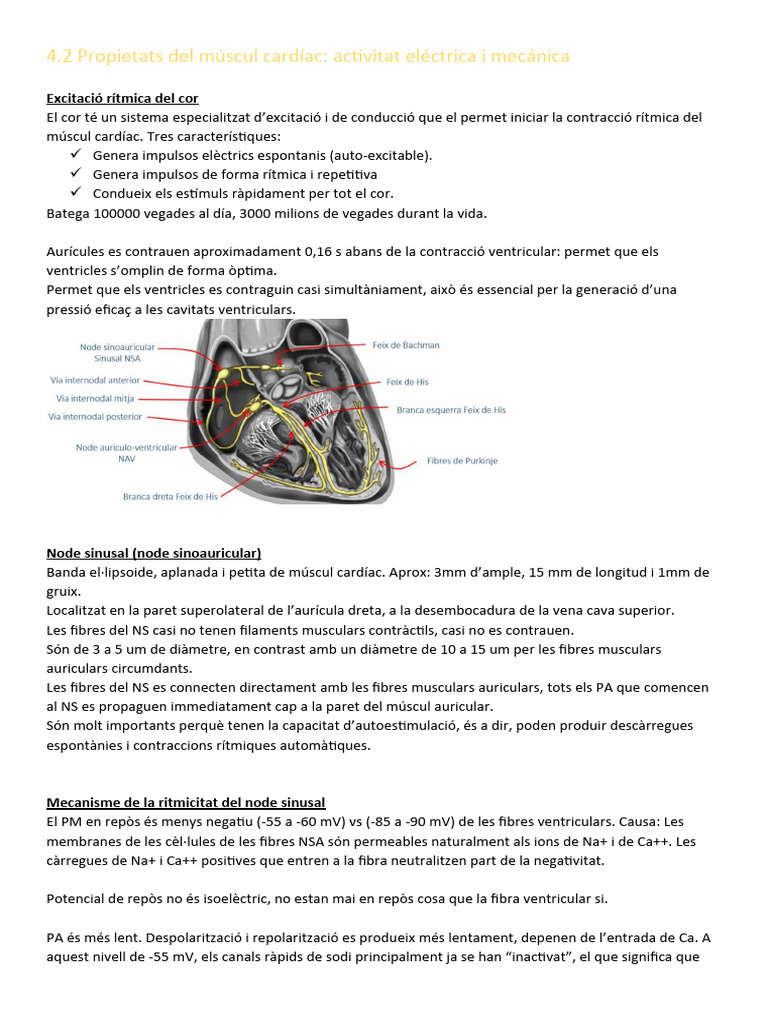 4.2 Apunts Meus | PDF